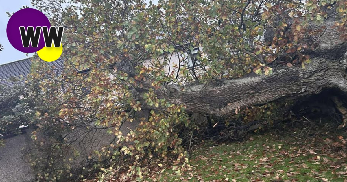 Historic oak tree in County Wexford blown down during bad weather ...