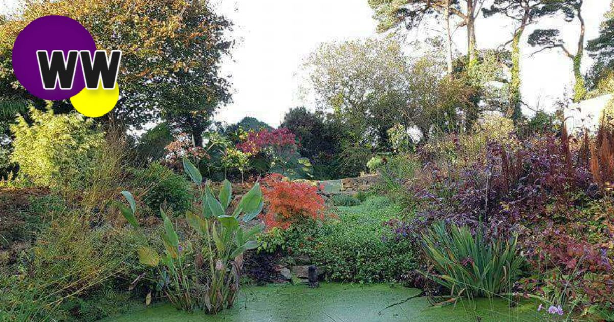Gold medal awarded to Wexford nursery at Bord Bia Bloom 2026 | Wexford ...